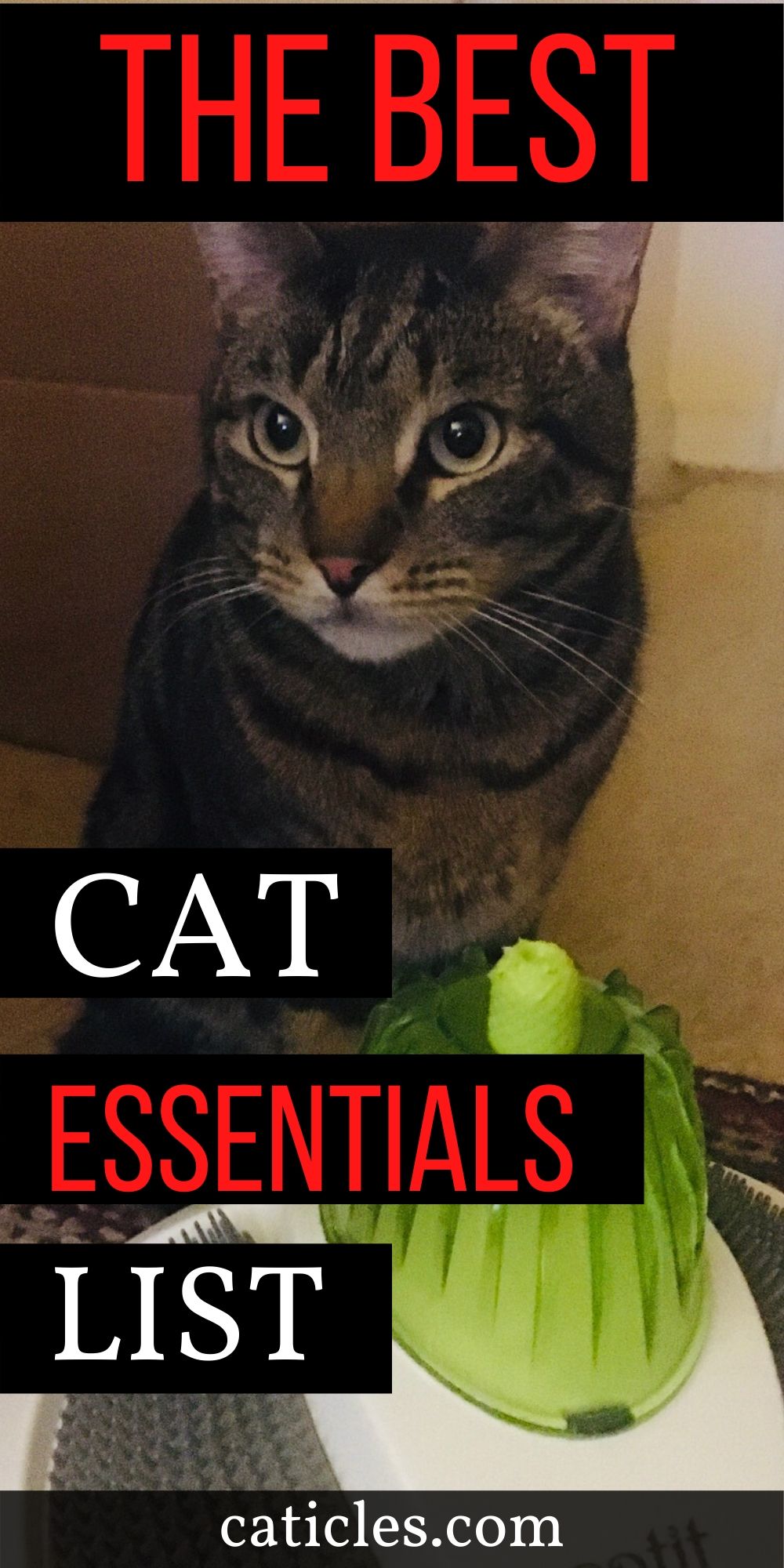 Cat Essentials List: 10 Tips to Prevent Boredom with Indoor Cats - Caticles