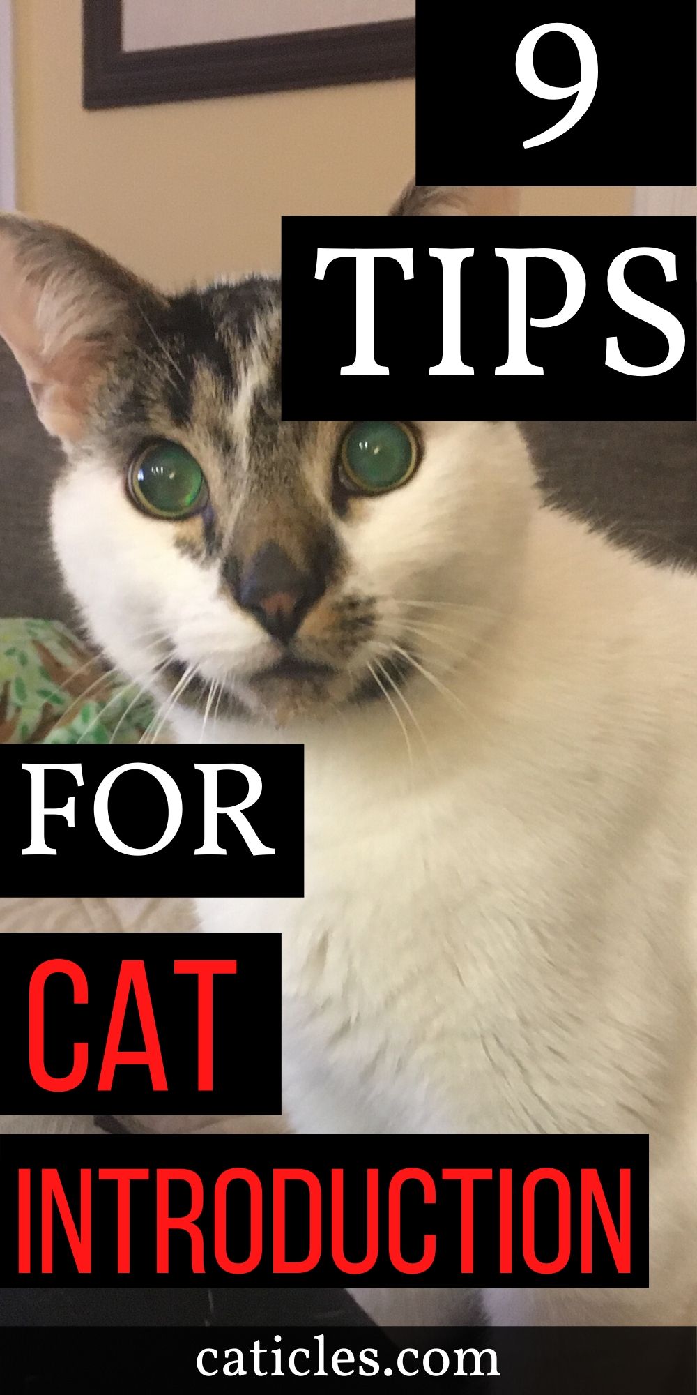 9 Tips to Introduce Yourself to a Cat so You Don't Get Scratched - Caticles