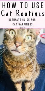 Cat Rituals That Stop Your Cat From Waking You at 3 AM