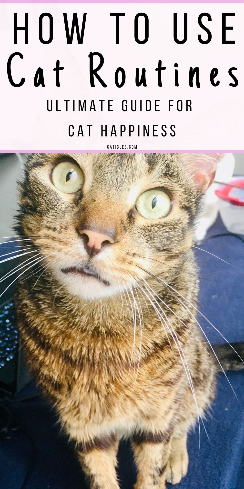 Cat Rituals That Stop Your Cat From Waking You at 3 AM