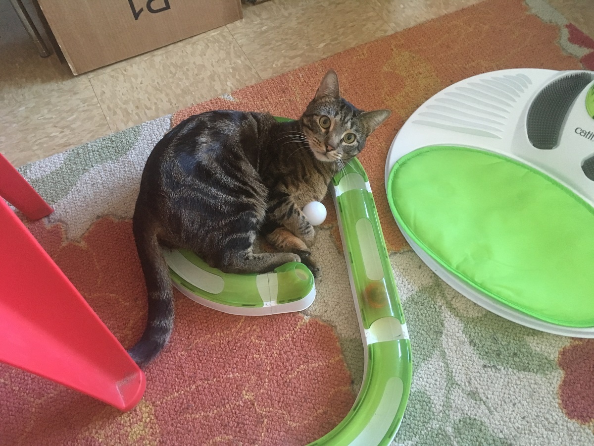 Gifts for Older Cats: 15 Simple Ideas That Cats Actually Love - Caticles