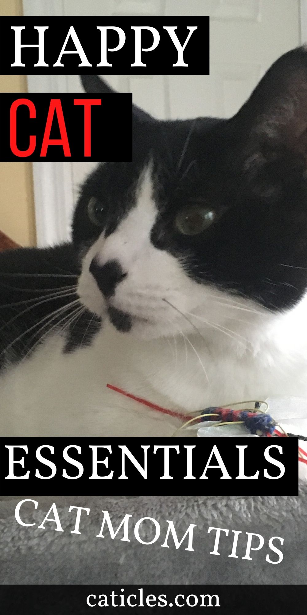 How to Make Your Cat Happy Indoors Ultimate Checklist - Caticles