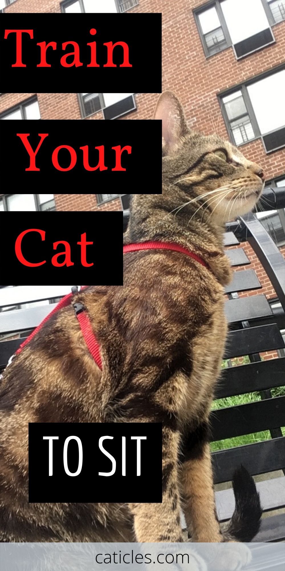 How to Stimulate Your Cat: 7 Different Ways that are Easy and Fun