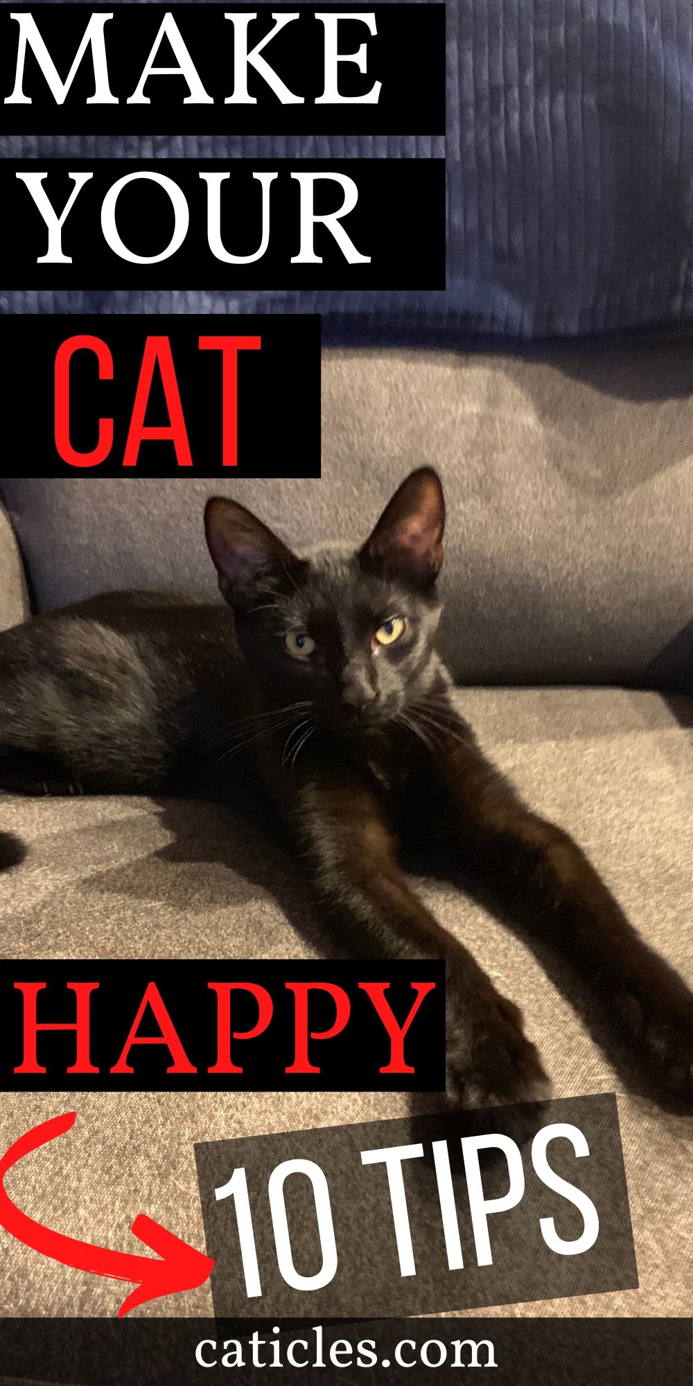 How to Make Your Cat Happy Indoors Ultimate Checklist - Caticles