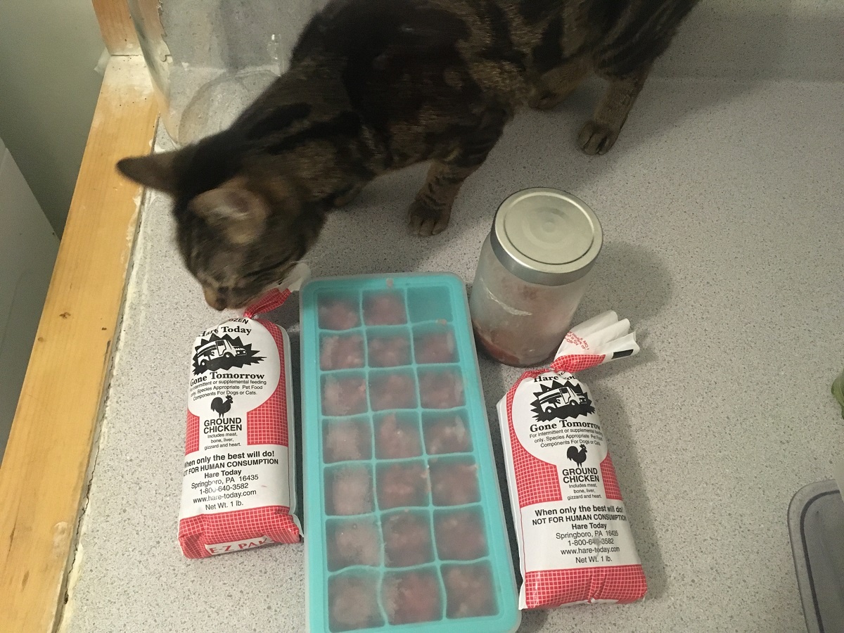 Top 13 Eco-Friendly Cat Toys and Products [2021 Guide]