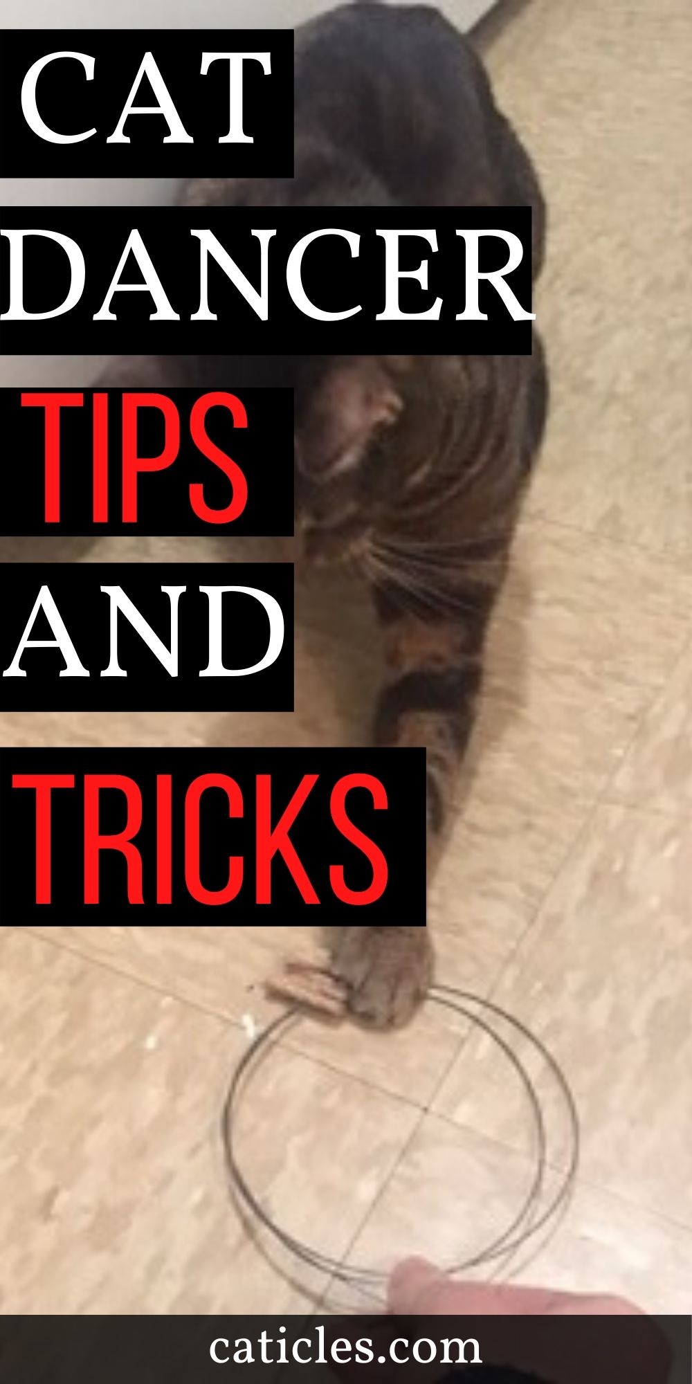 10 Tricks to Play Like Crazy with the Cat Dancer - Caticles