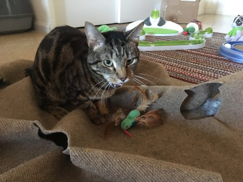 Best Puzzle Rug for Cats Product Reviews - Jess Caticles