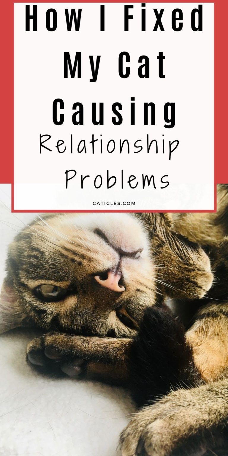 Cat Causing Relationship Problems? Try These 9 Simple Tips