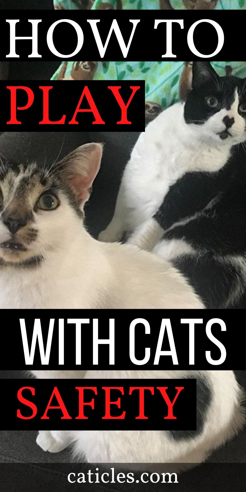 How to Play with Your Cat Safely: 8 Simple Tips - Caticles