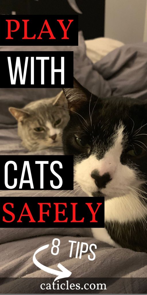 How to Play with Your Cat Safely: 8 Simple Tips - Caticles
