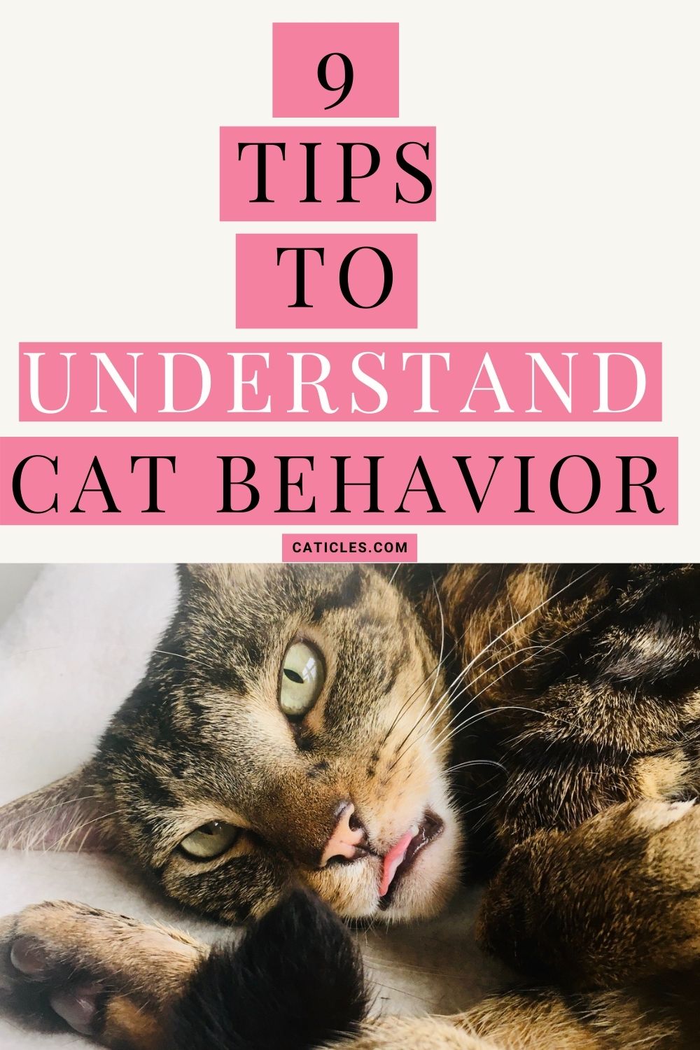 Cat Causing Relationship Problems? Try These 9 Simple Tips - Caticles