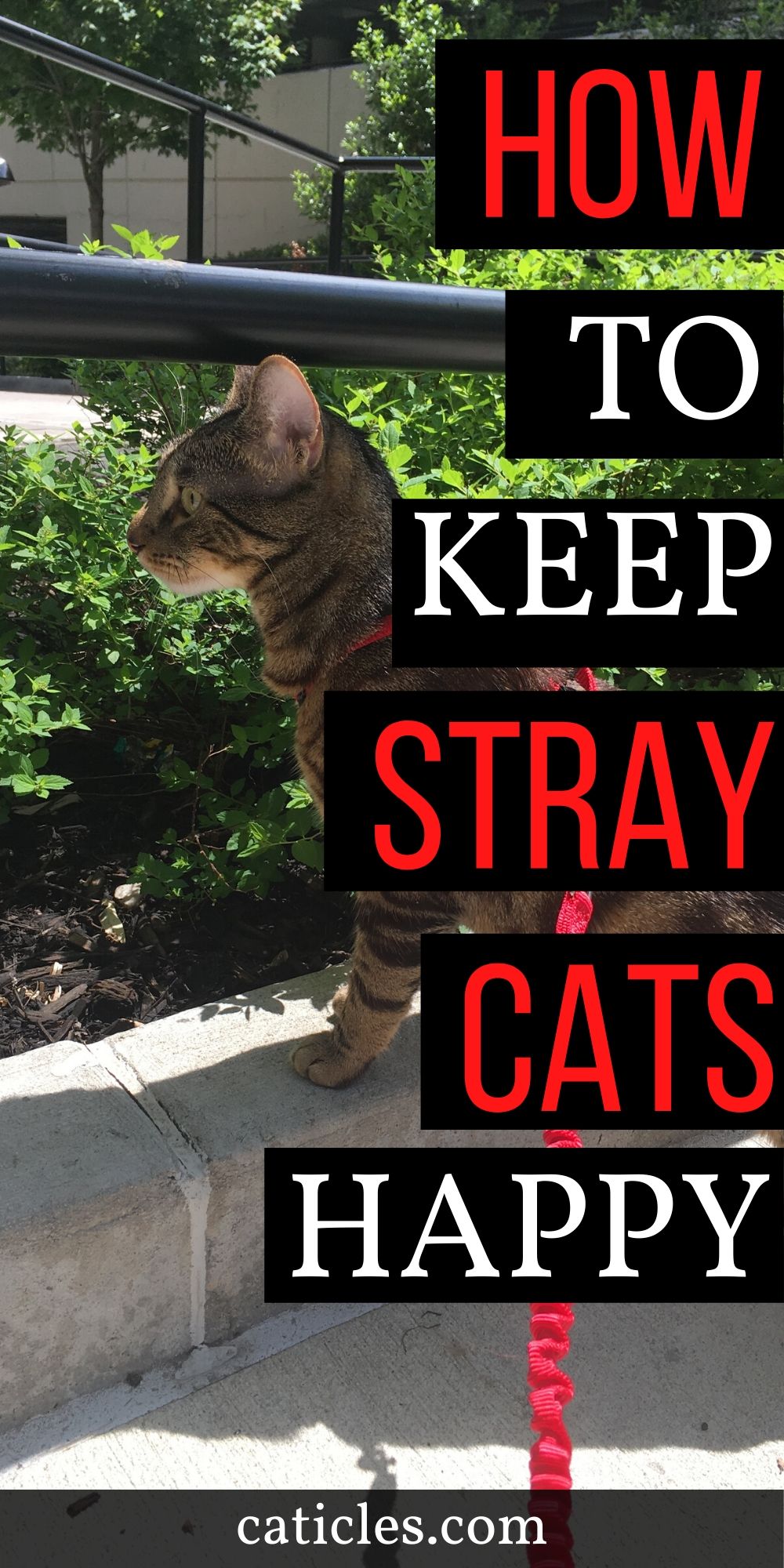 Stray Cat Behavior: 5 Things You Need to Know Straight From the Streets