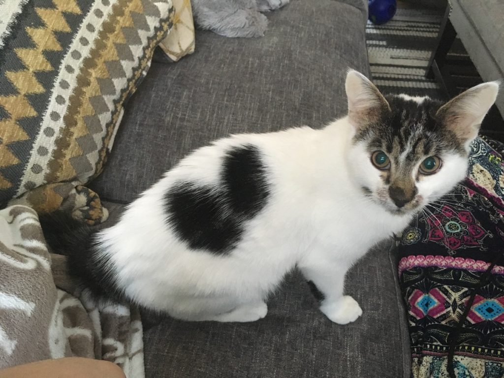 Kitten Care Guide: How to Raise a Happy Kitten