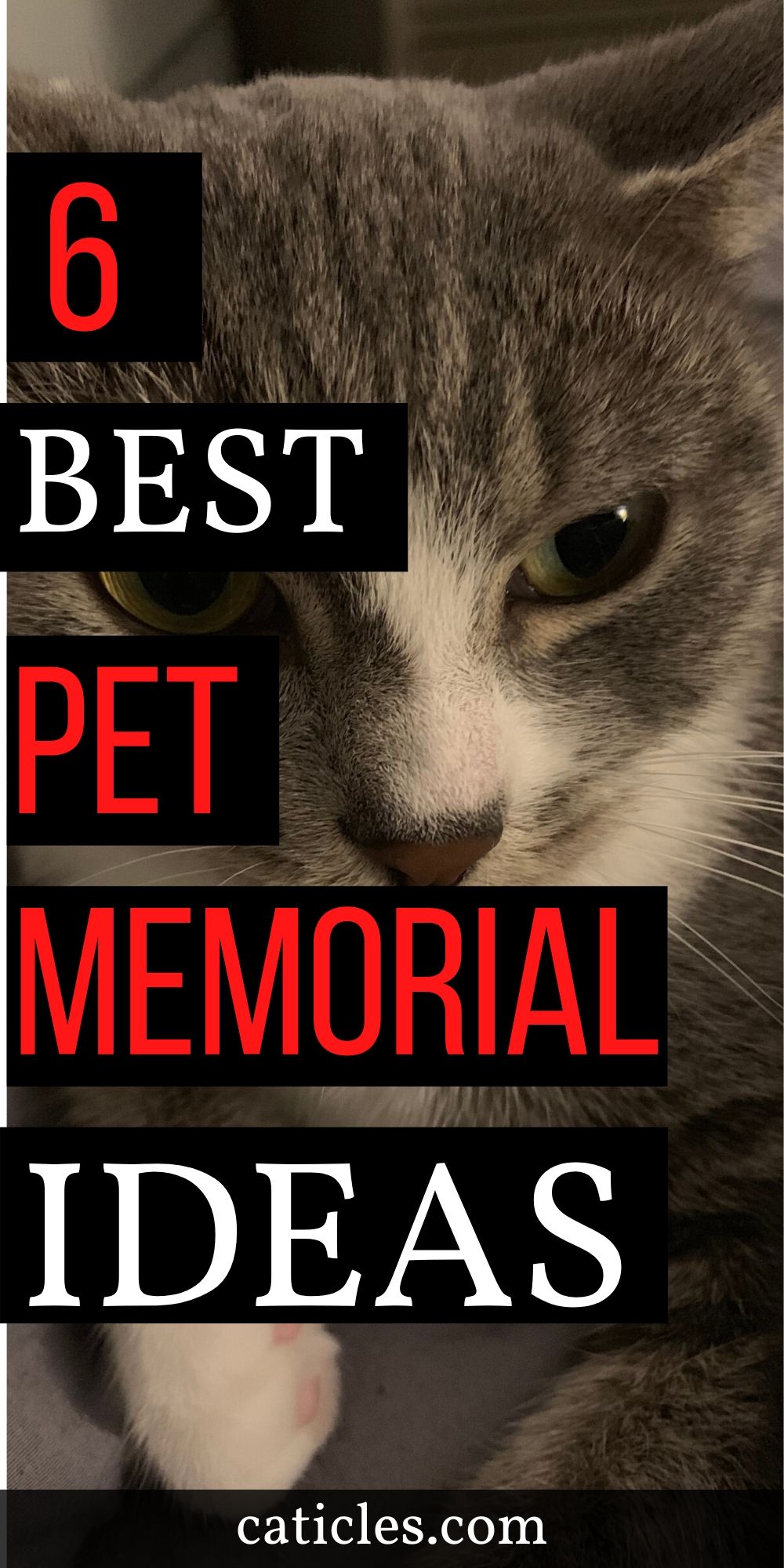 My Cat Died and I Feel Guilty: 6 Helpful Tips for Pet Loss Memorials