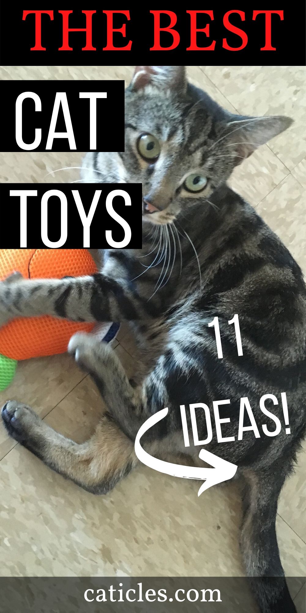 Cat Supplies: A Complete List of Everything You Need - Caticles