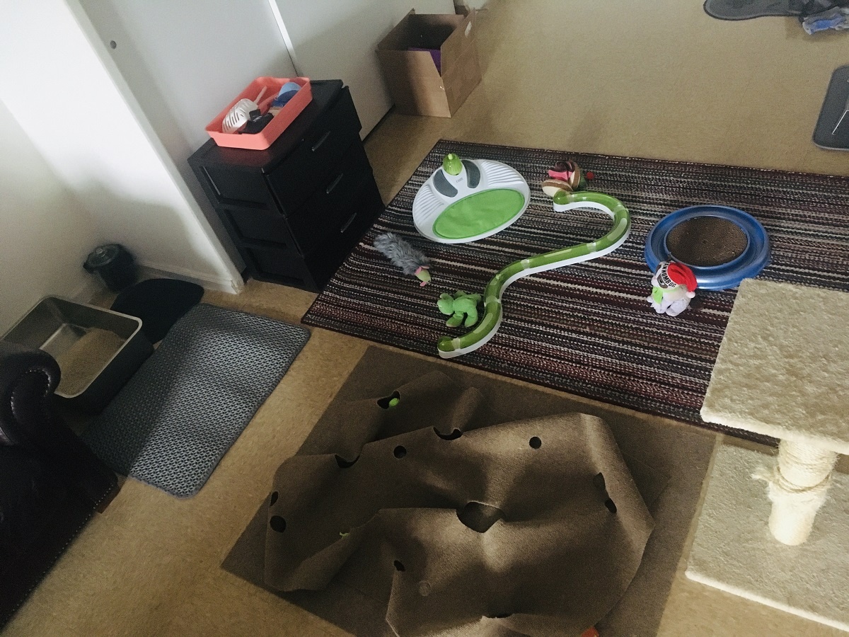 Fun Rugs for Cats | 12 Reasons Why the Ripple Rug is the Best - Caticles