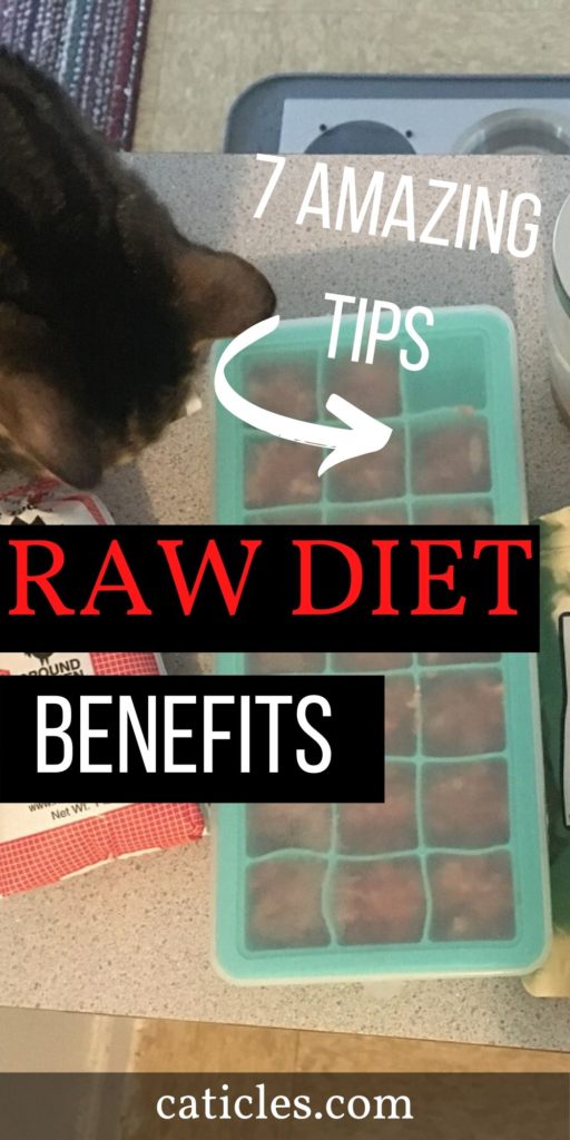 Raw Diet for Cats: 7 Facts That Will Shock You and the Best Cat Food