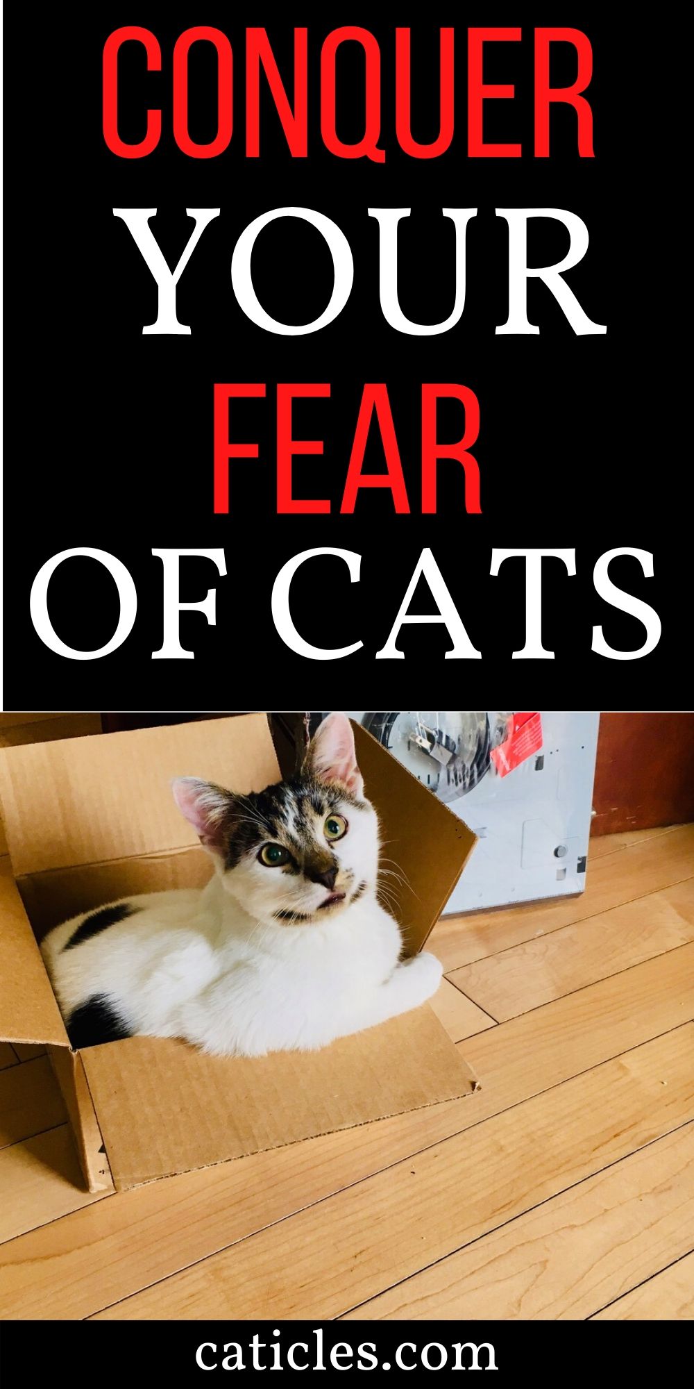 Afraid of Cats? 21 Simple Ways to Fix Your Fear of Cats - CATICLES