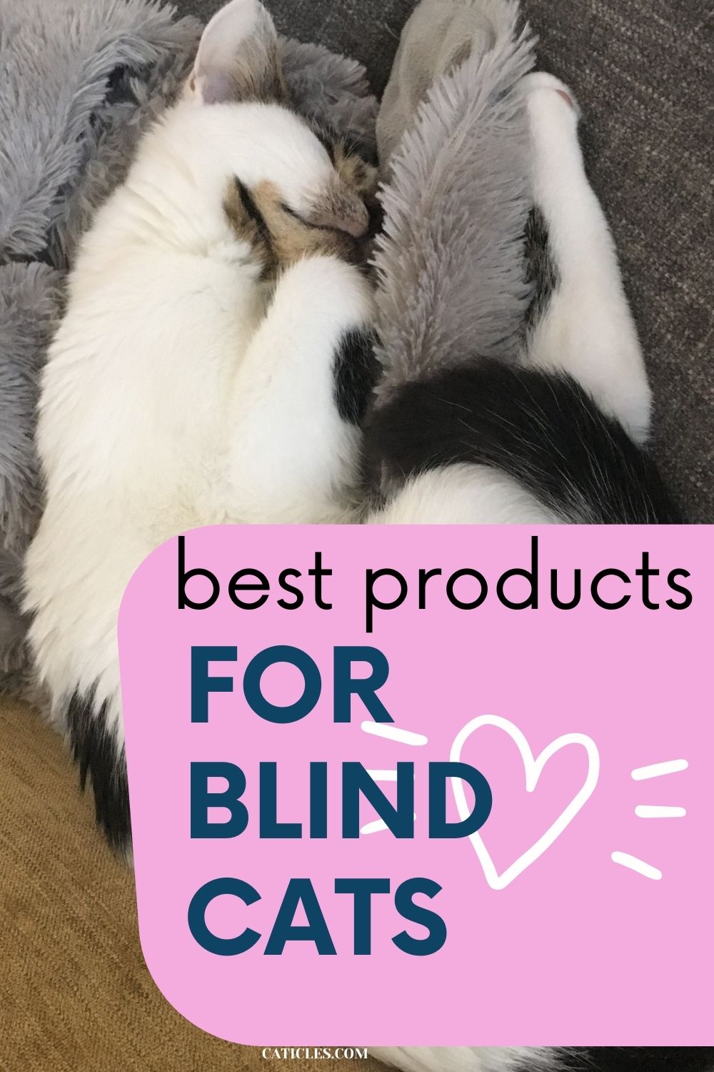 Best Products for Blind Cats - Jess Caticles