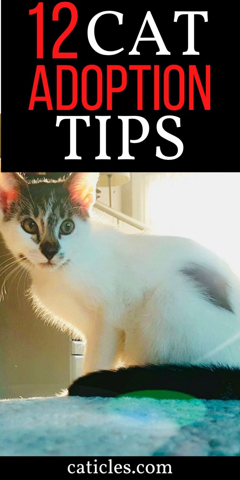 12 Easy Adopting a Cat Tips That Actually Win Cat Love - Caticles