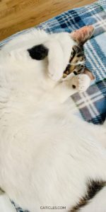 Cat Essentials List 10 Things Every Cat Should Have