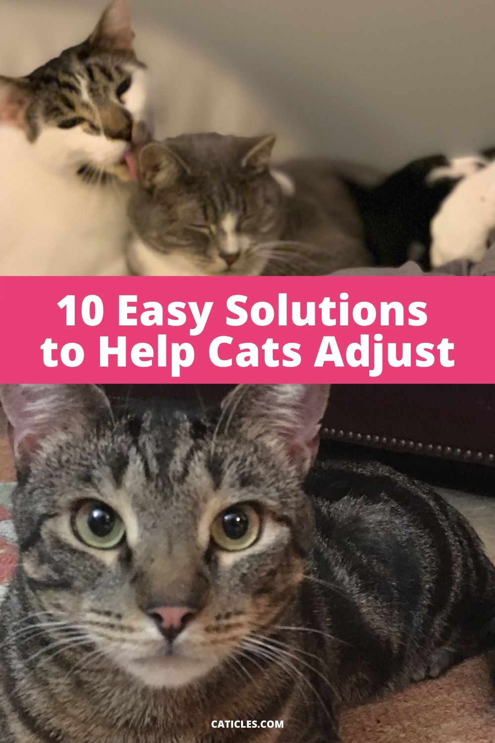 How To Help Cats Get Along Adjust To A New Home And Be Healthy How To Help Cats Get Along Adjust To A New Home And Be Healthy