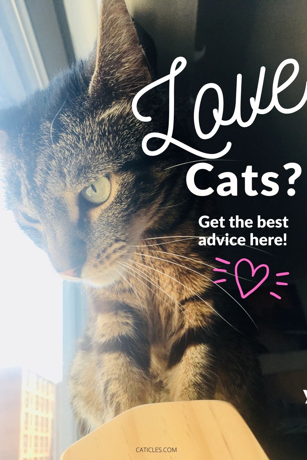 Cat Resource for Indoor Happiness, Healthy Cat Food, and Enrichment