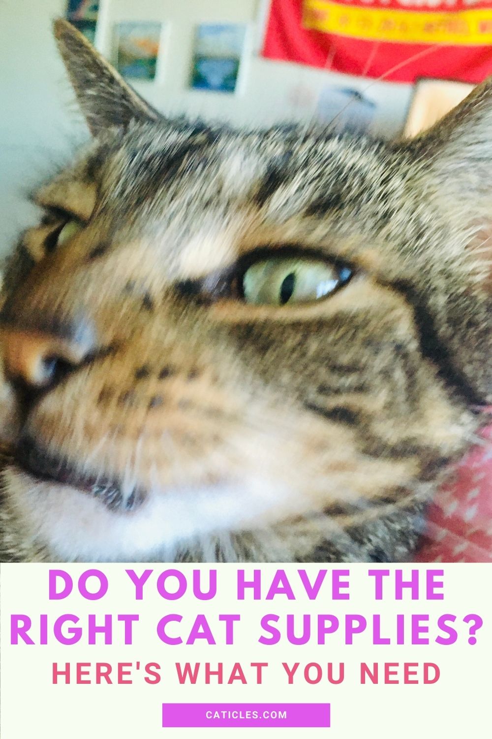 Ultimate Cat Supplies List Everything Your Cat Needs [2021]