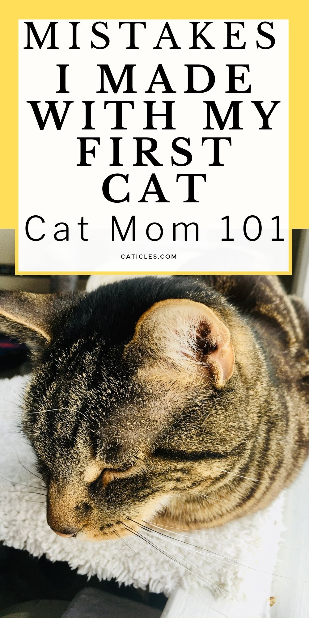 My First Cat Mistakes I Made and Owning a Cat 101 - CATICLES