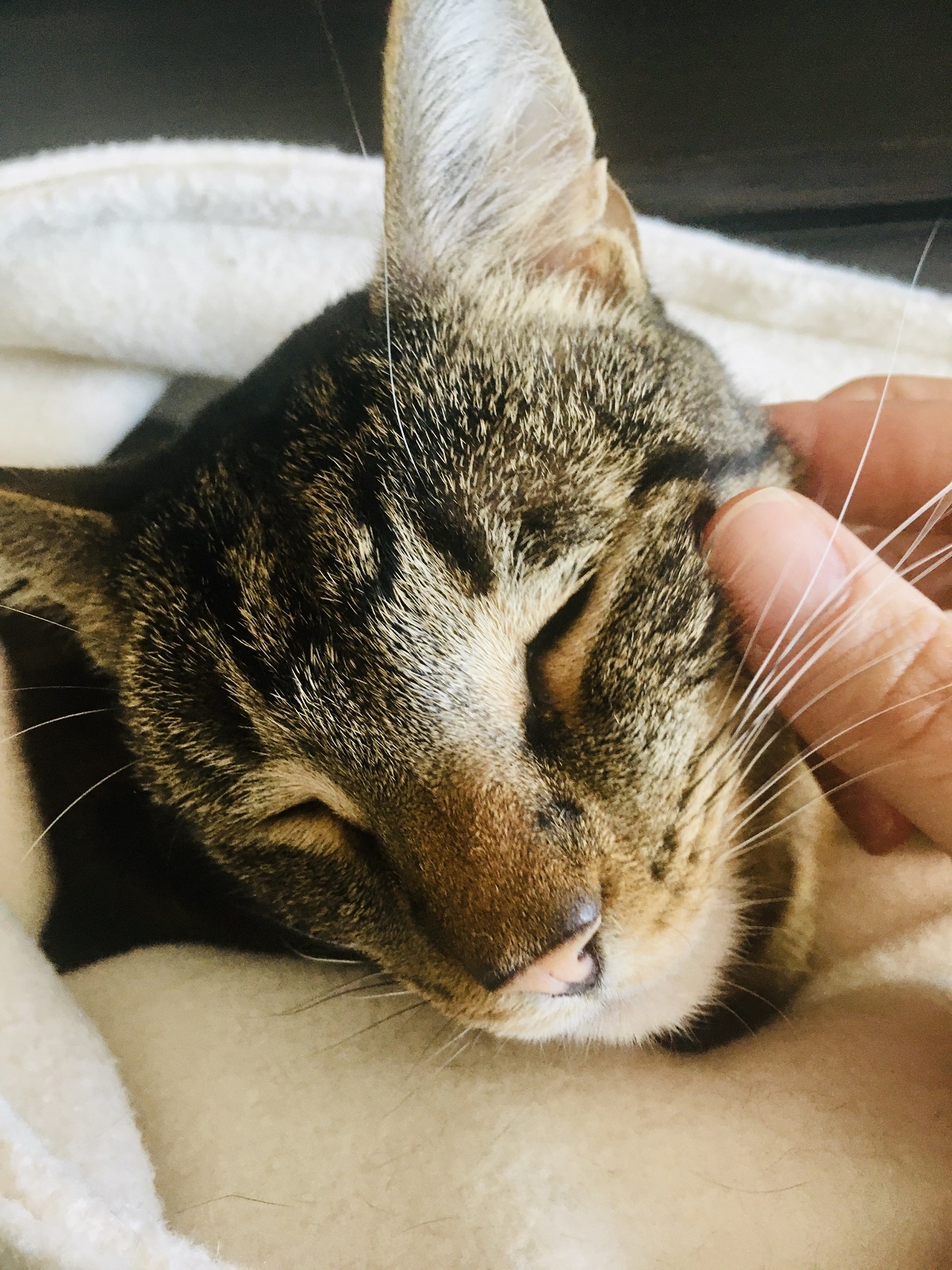 How to pet a cat with pictures - Jess Caticles