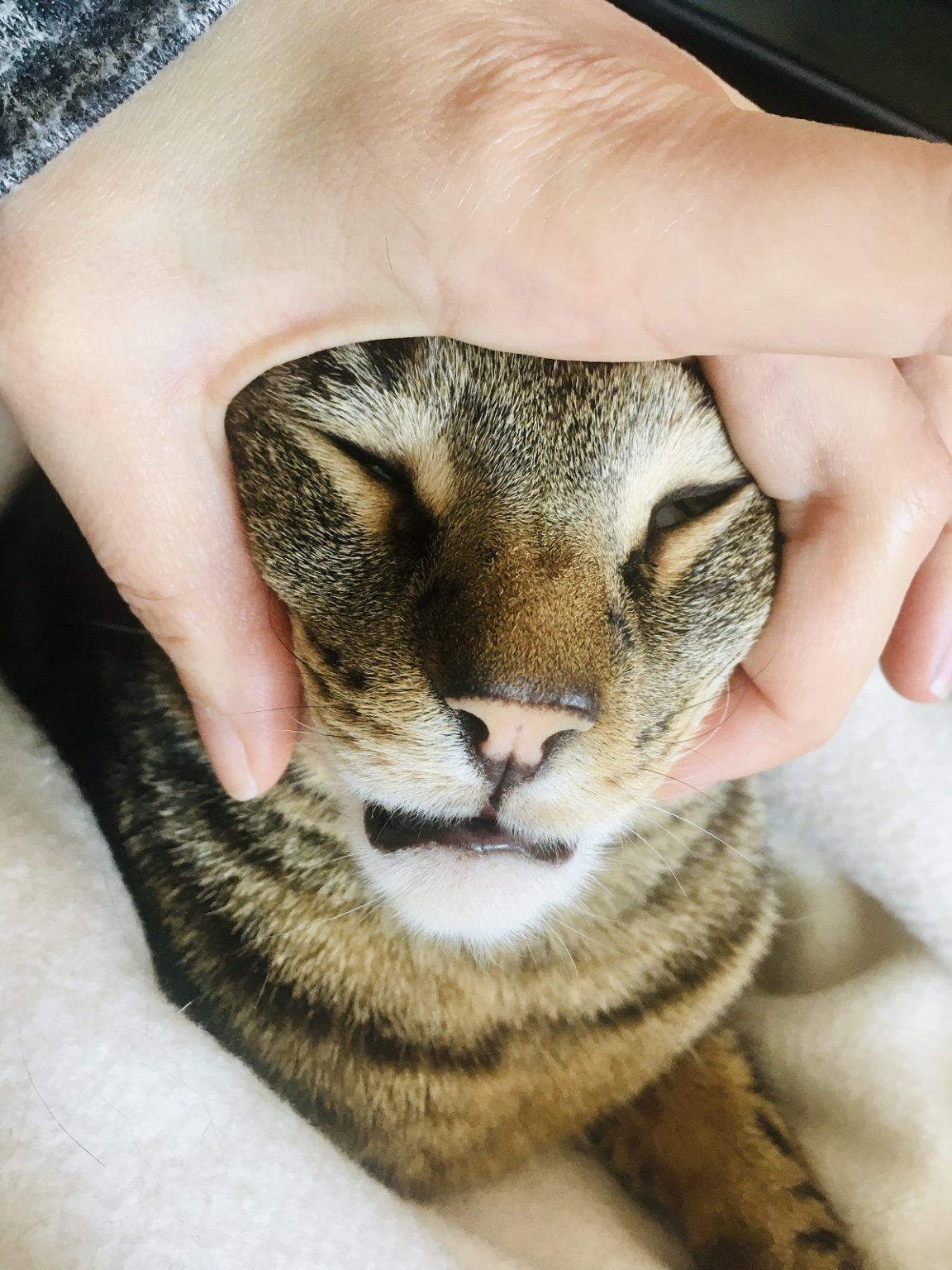 How to pet a cat without getting scratched (with pictures) - Jess Caticles