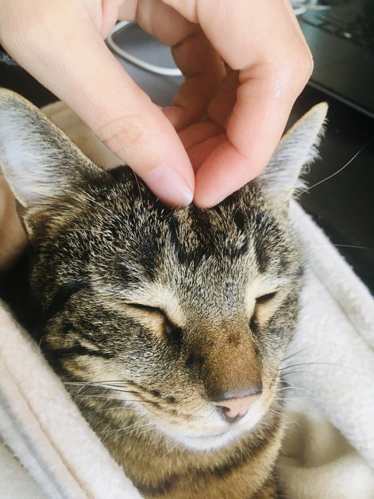 How to pet a cat with pictures - Jess Caticles