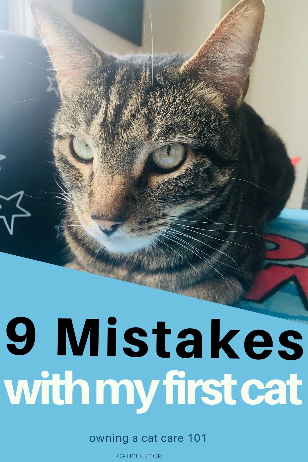 My First Cat Mistakes I Made and Owning a Cat 101 - CATICLES