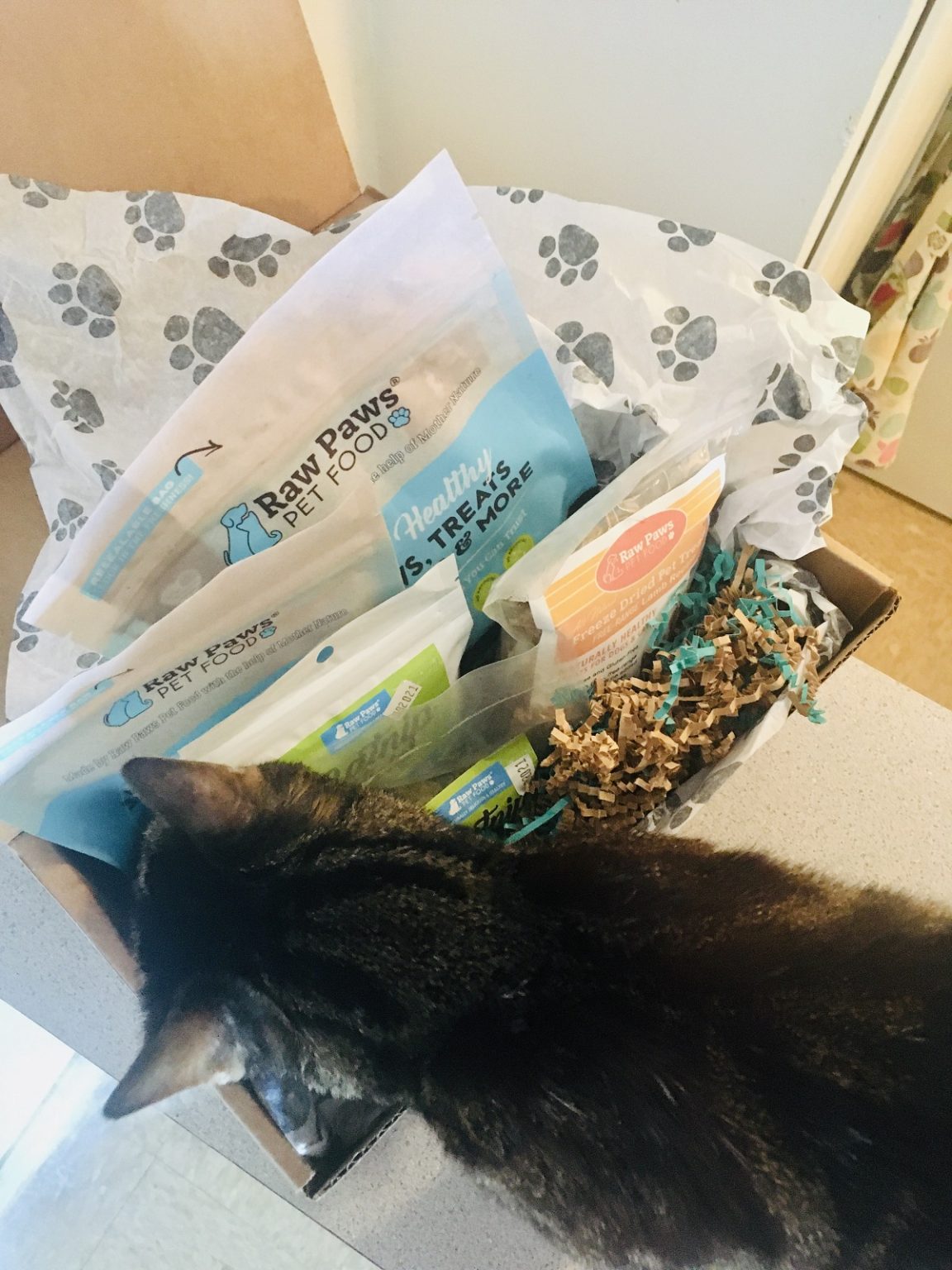 Best Raw Cat Food Brands That Deliver - Jess Caticles