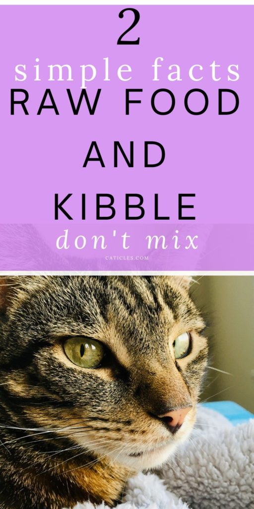 Can I Mix Raw Food with Kibble? Is it OK to Feed Together? - CATICLES