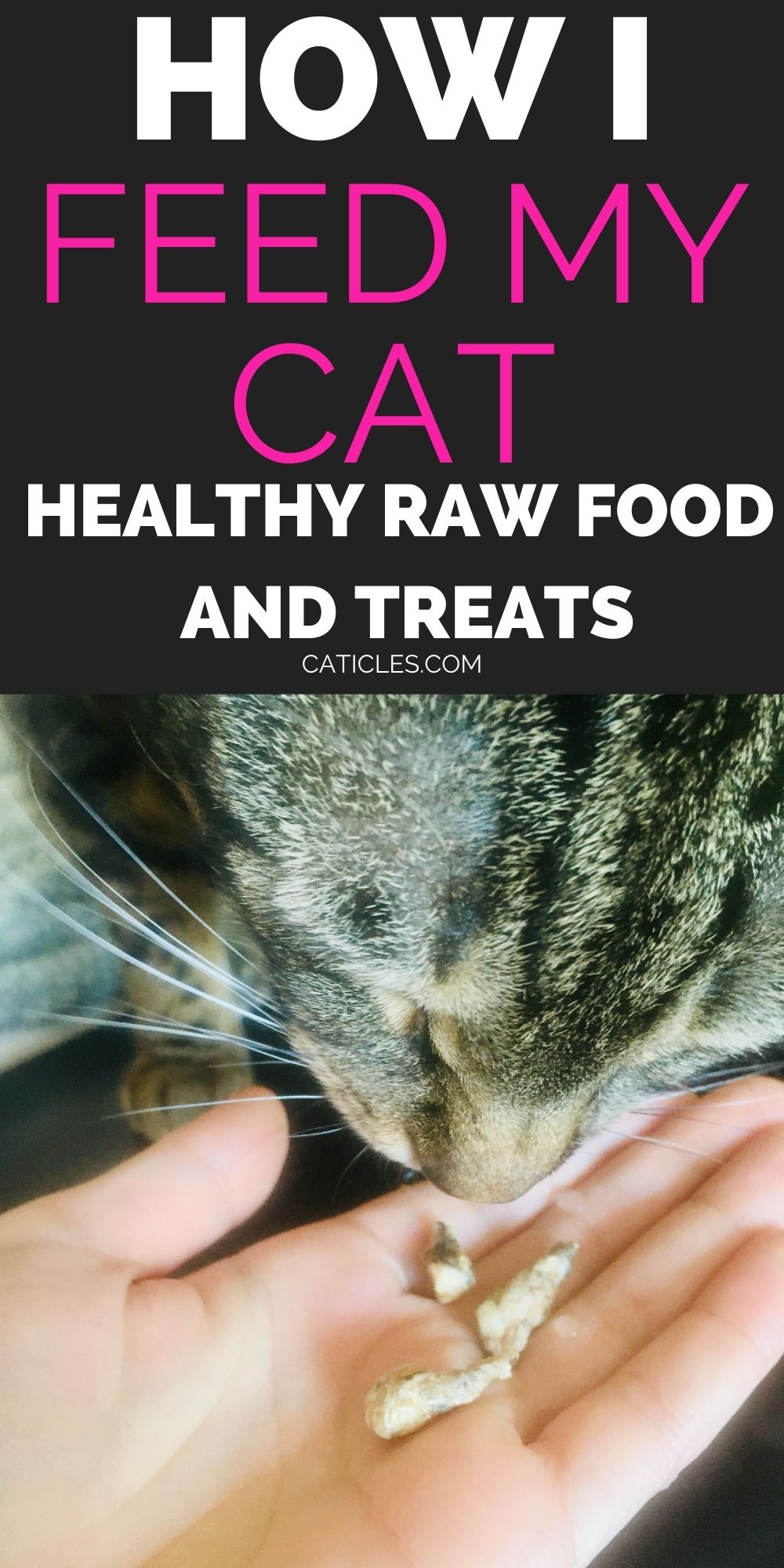 How to Feed a Cat My Cat's Raw Diet and Feeding Routine