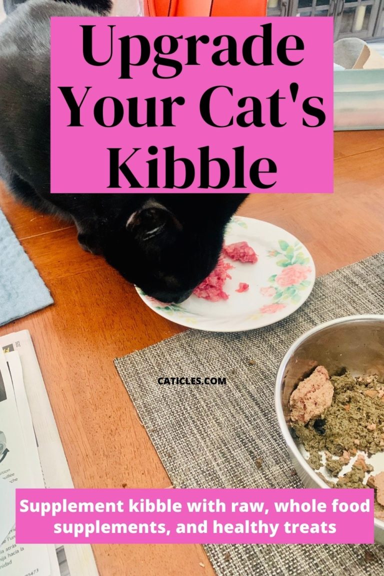 Supplementing Kibble with Raw - Jess Caticles