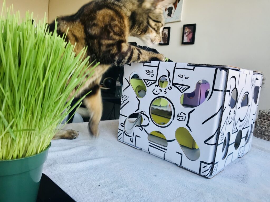 Cat Amazing Sliders food puzzle toy - Jess Caticles